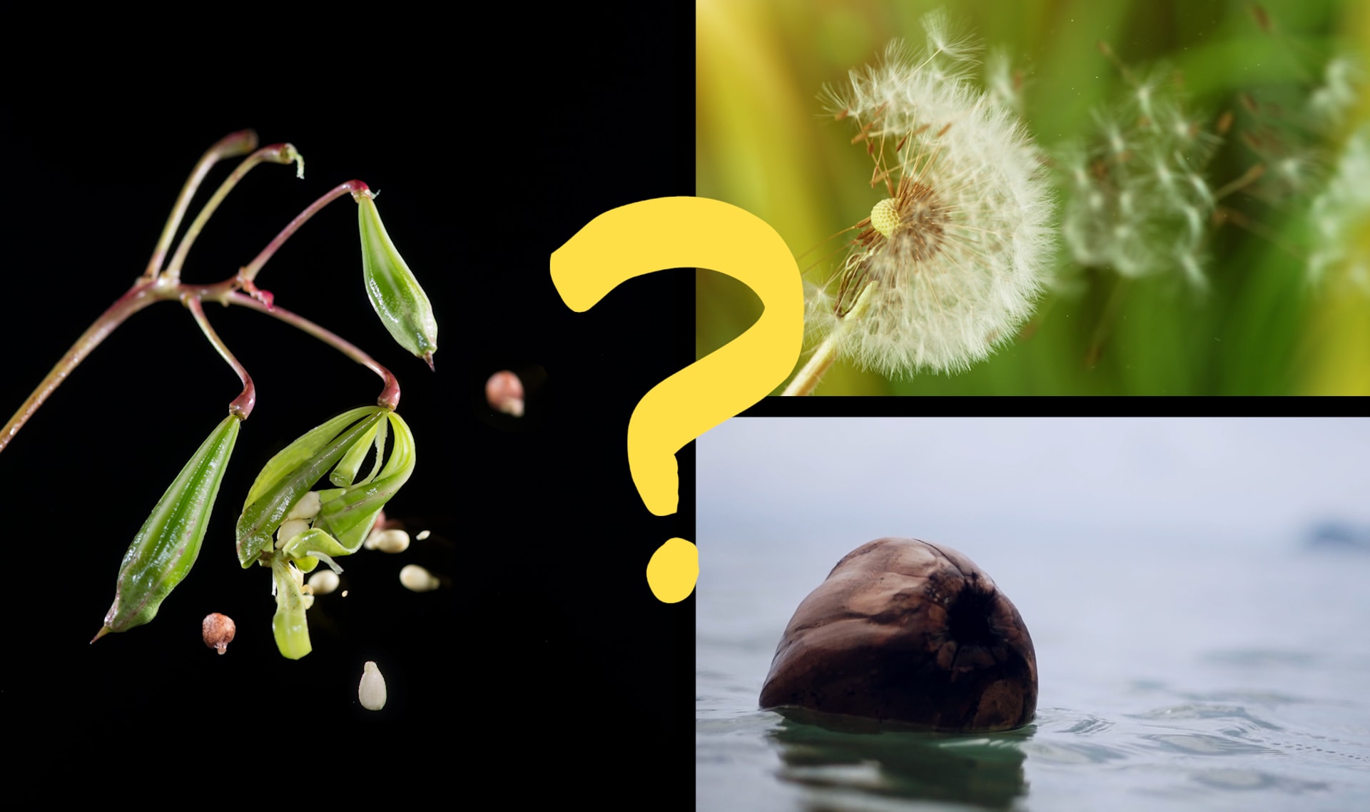 Why do seeds have so many different shapes?