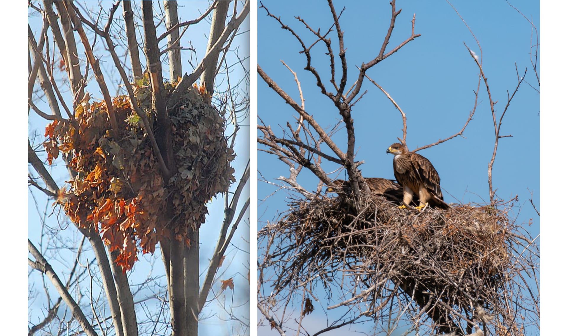 Where do animals live?