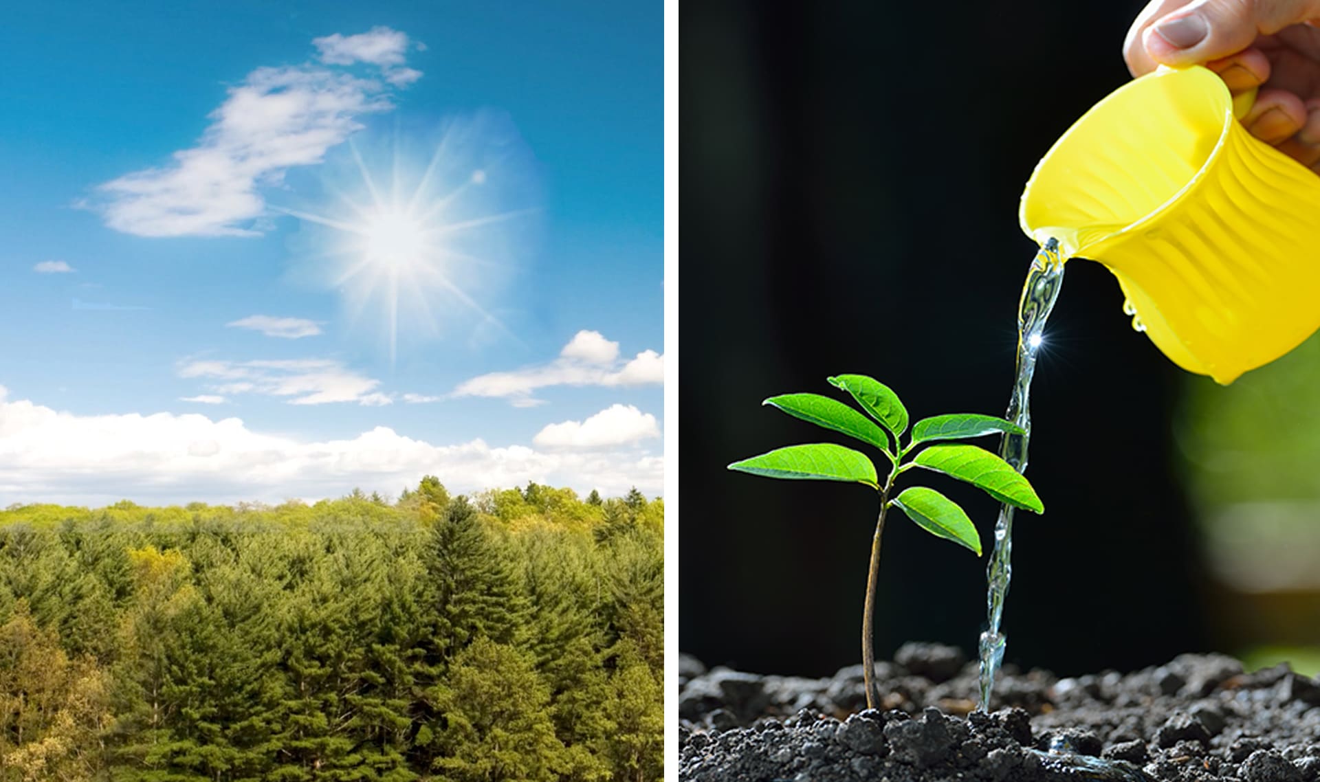 Could a plant survive without light?