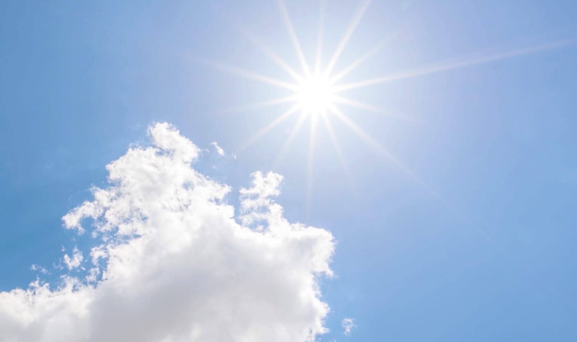 Could a plant survive without light?