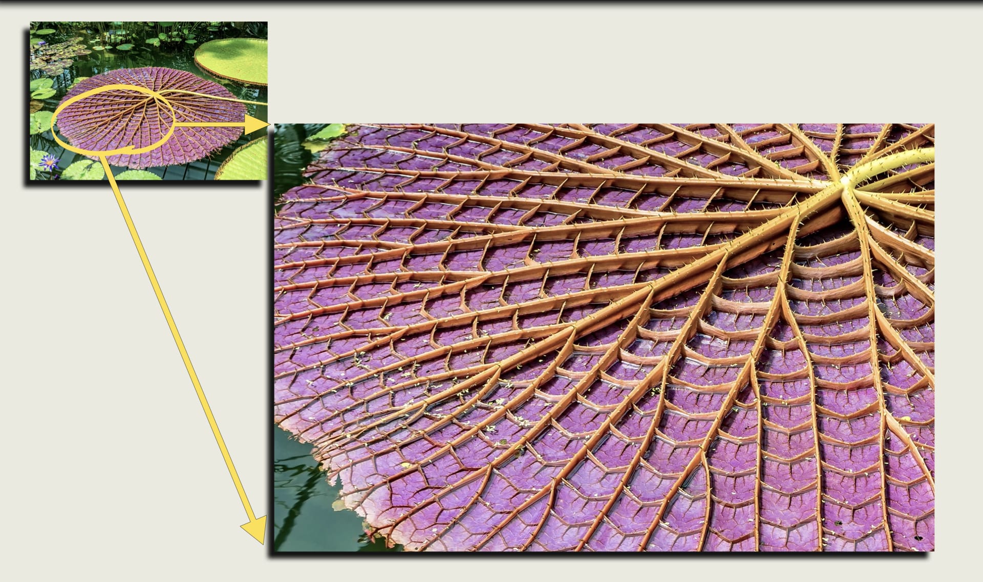 Water Lily Leaf Structure