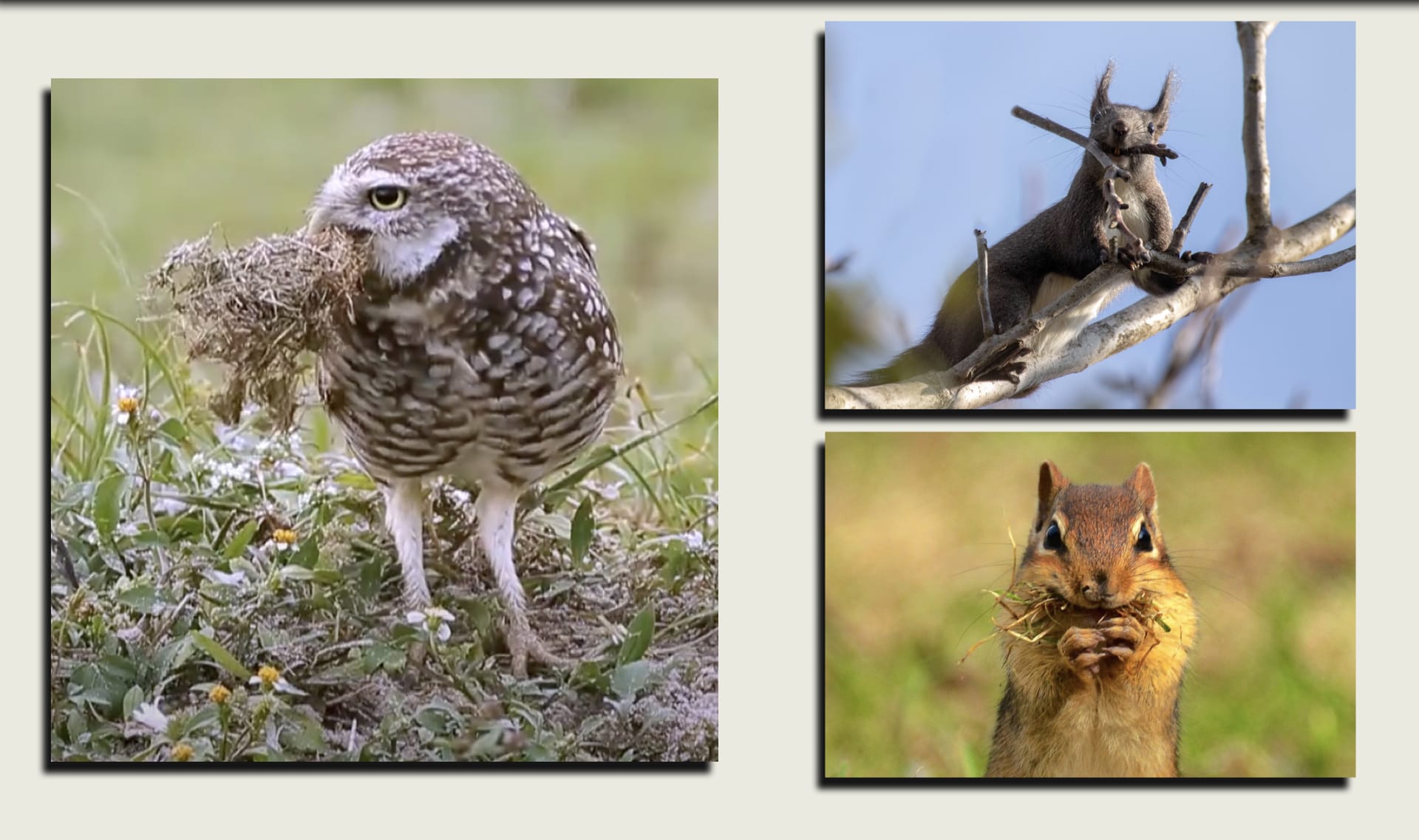 How do animals take care of their babies?