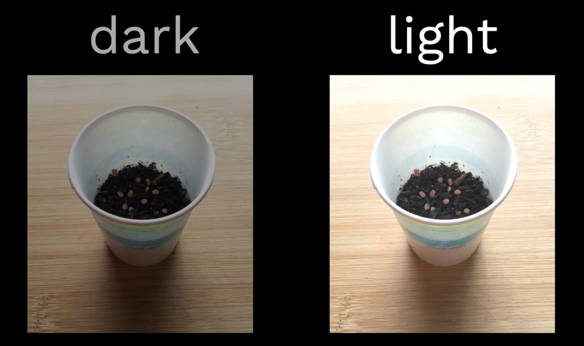 Could a plant survive without light?