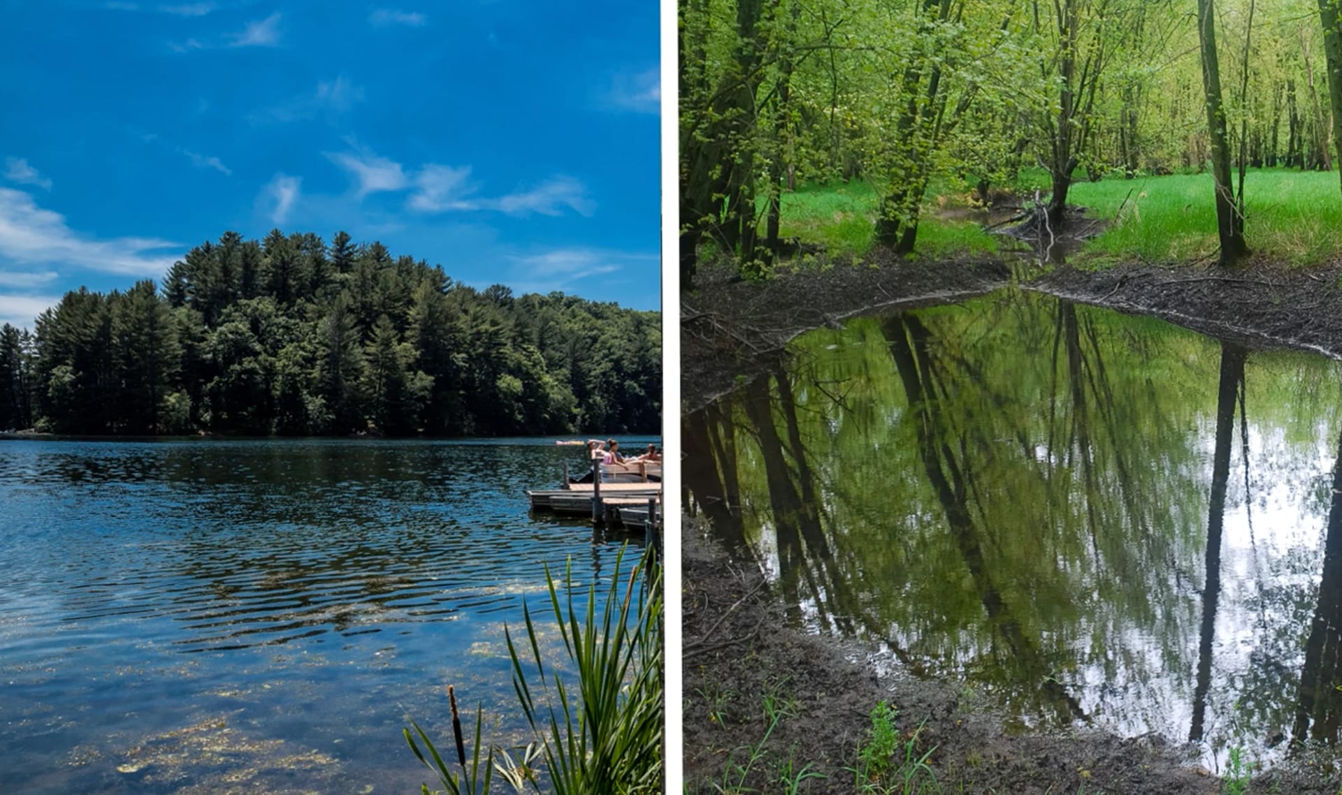 Why do frogs say "ribbit"?