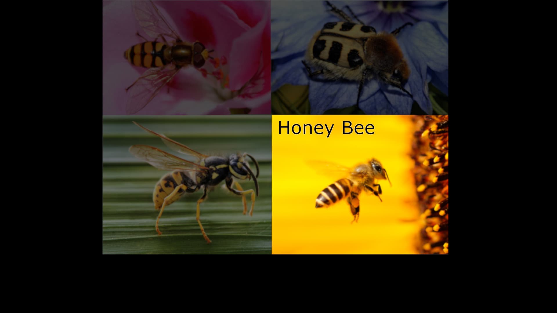 How do bees make honey? - Mystery Science