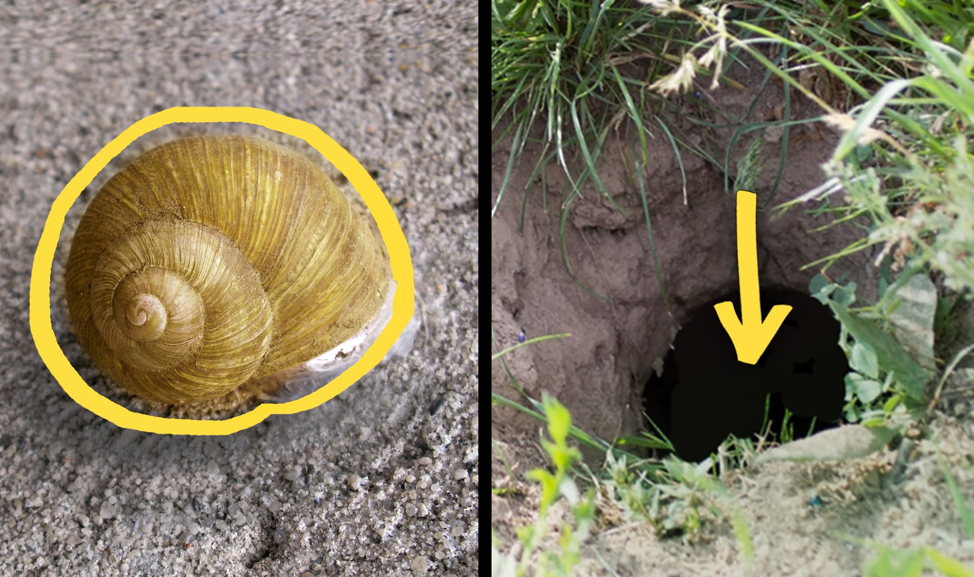 How can you find animals in the woods?