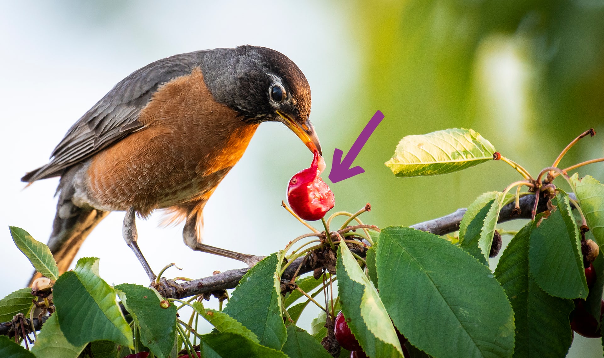 Why do birds have beaks?