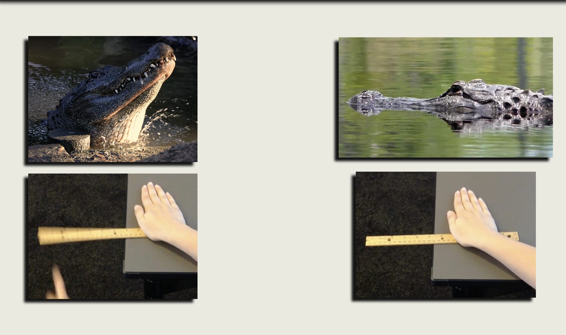 What do we see and hear in the Everglades at night?