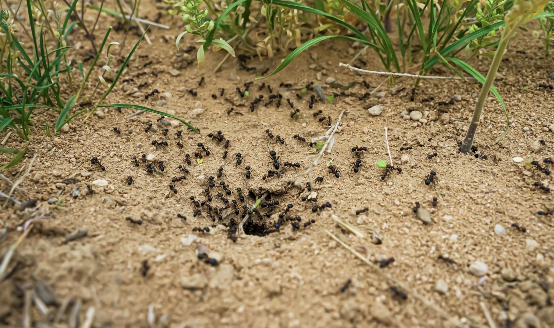 Why do ants live in colonies?