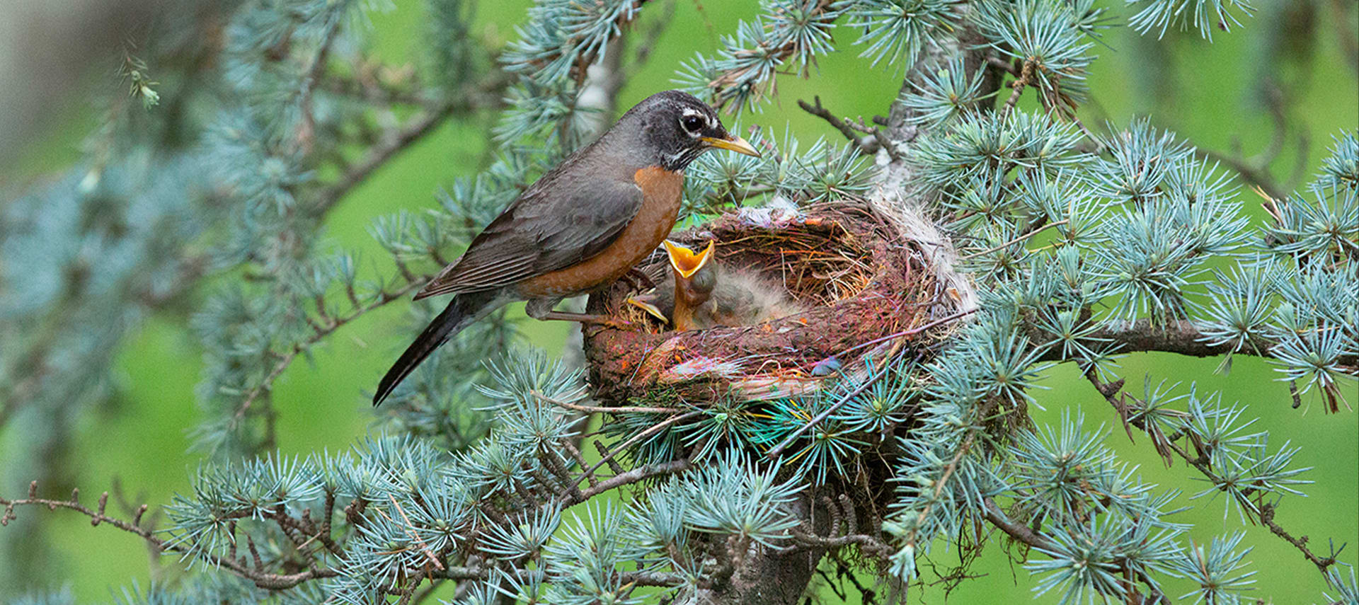 Why do birds lay eggs in the spring? - Mystery Science
