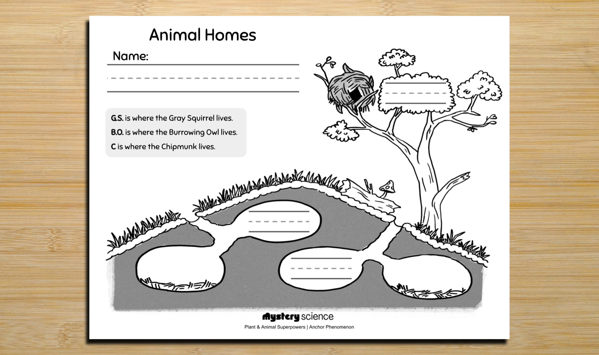 How do animals take care of their babies?