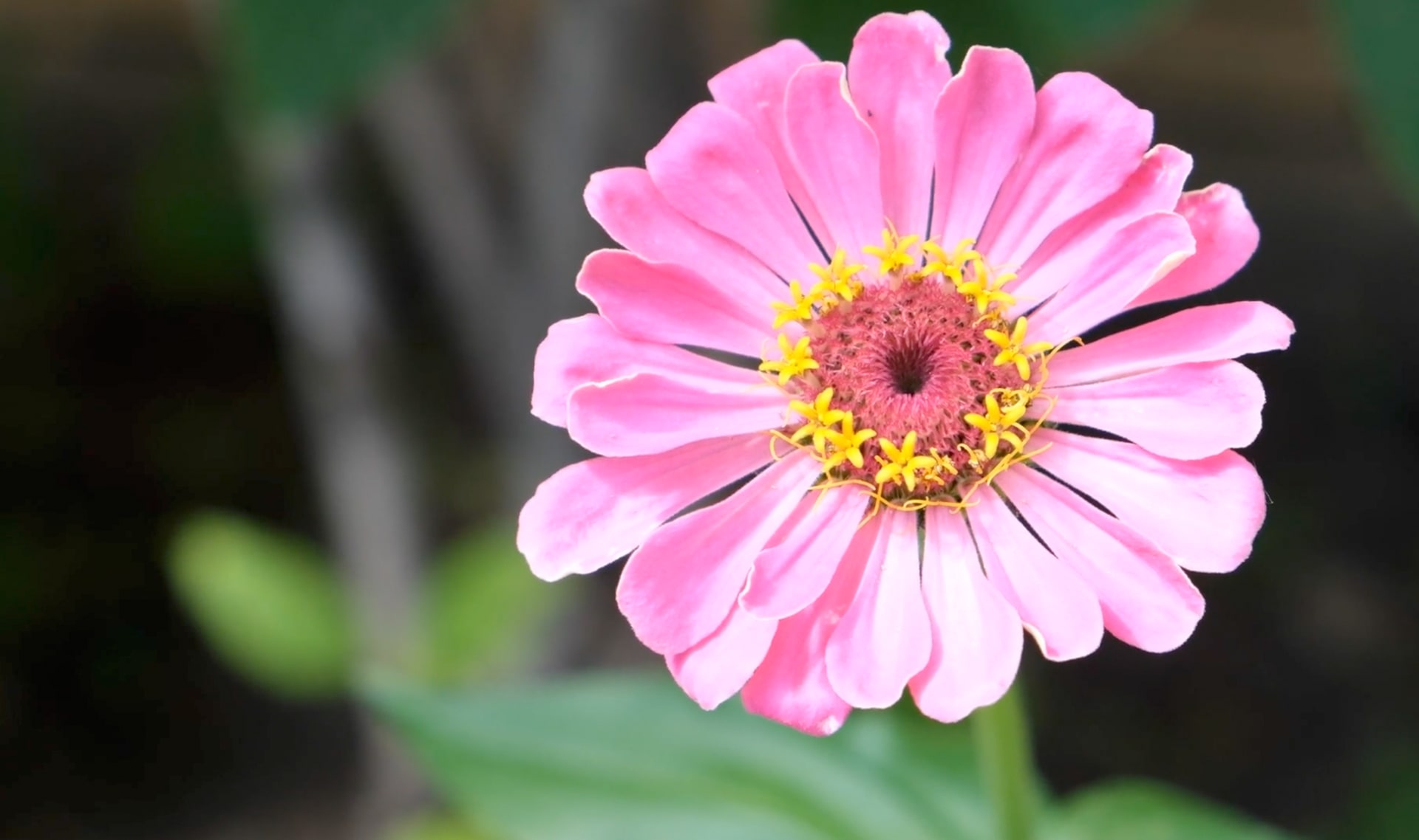 How do you identify a mysterious fruit?