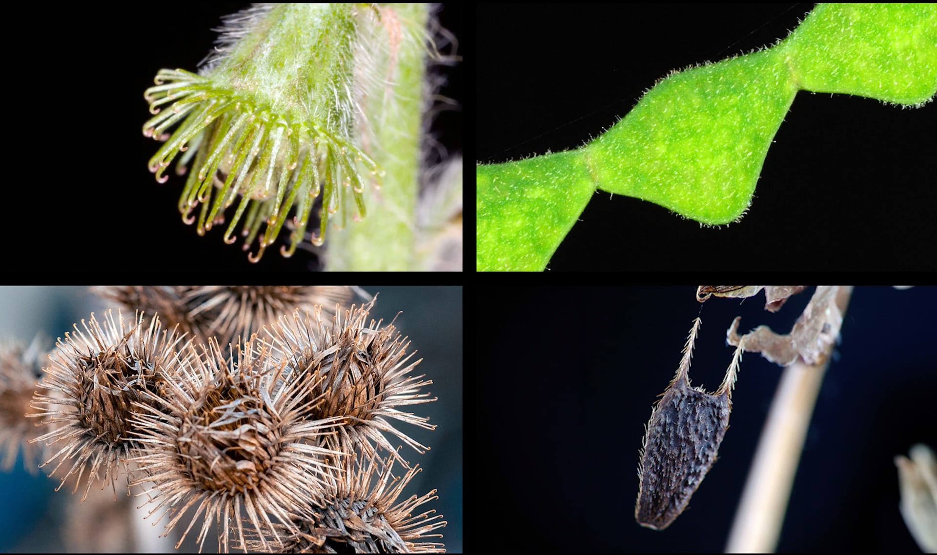 Why do seeds have so many different shapes?