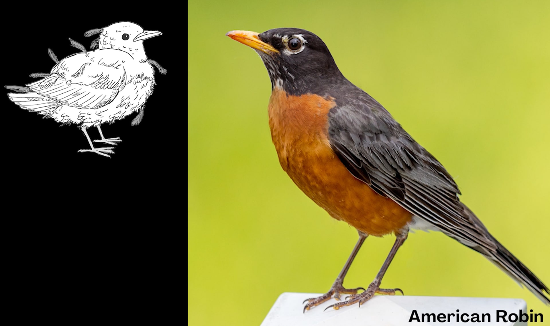 How can you help a lost baby animal find its parents?