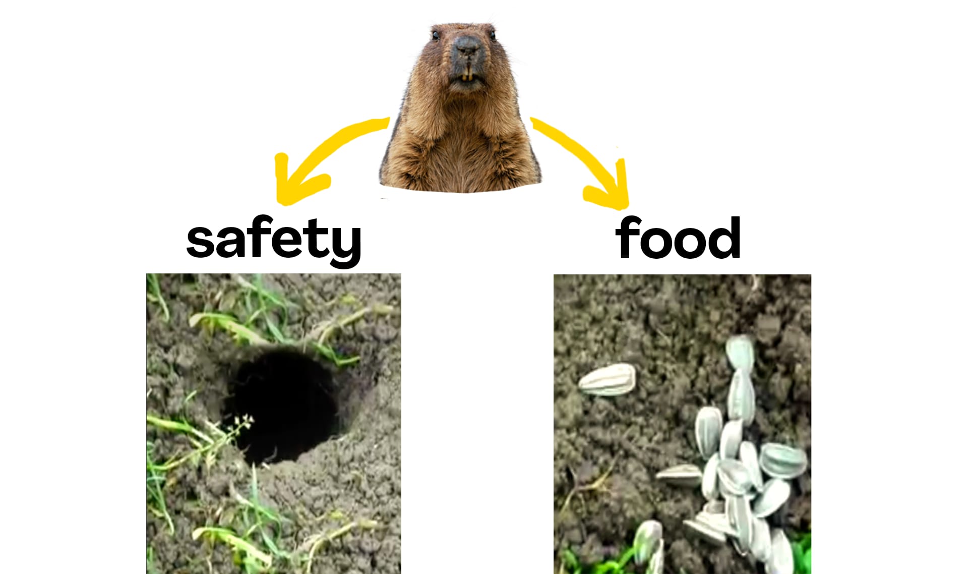 How can you find animals in the woods?