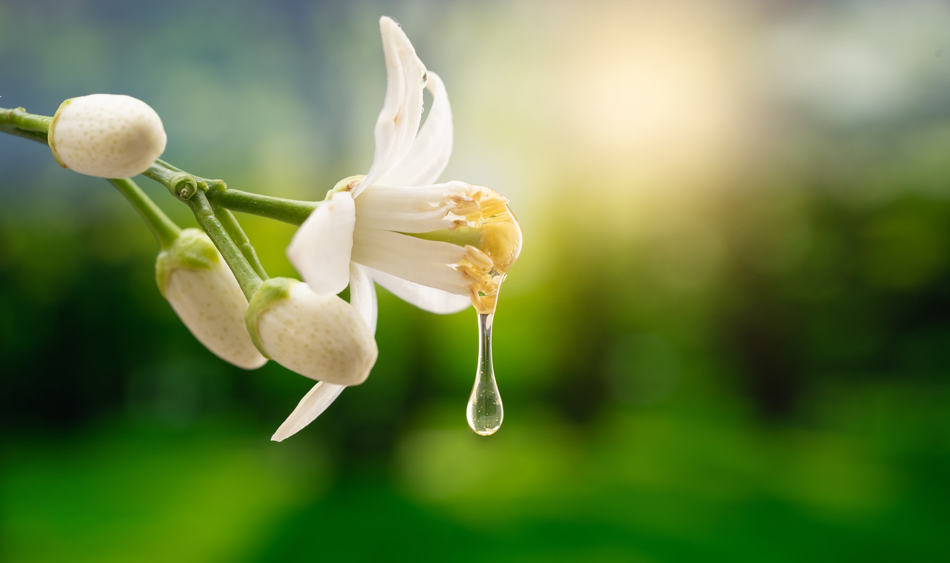 Why do plants grow flowers?