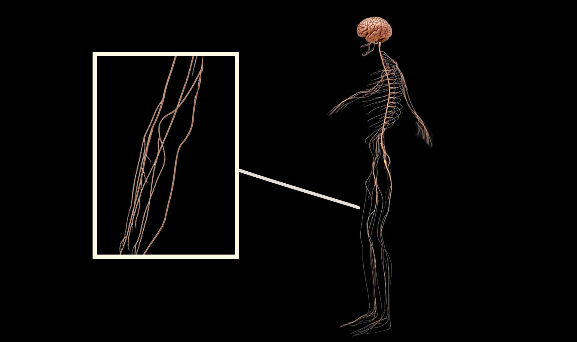 How does your brain control your body?