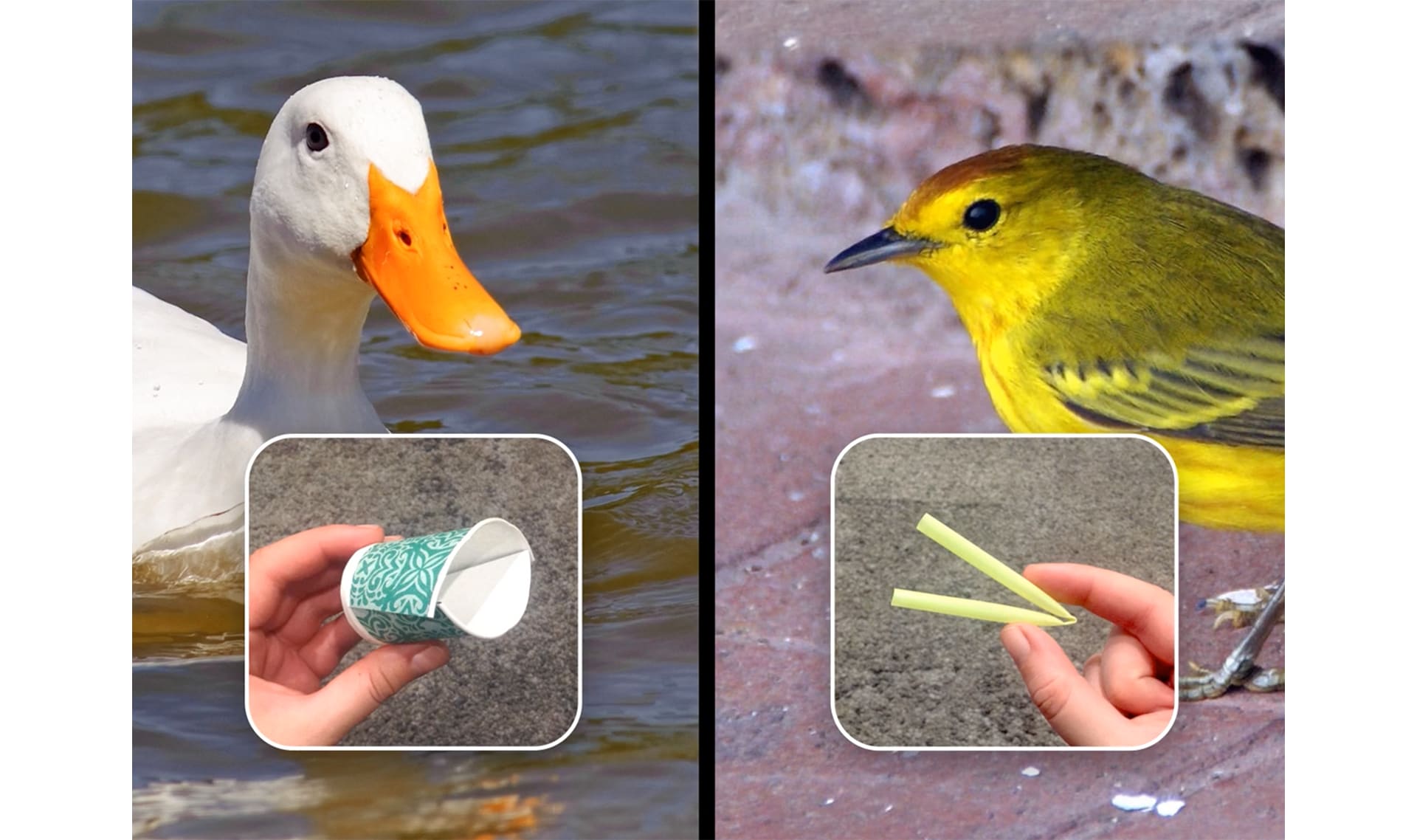 Why do birds have beaks?