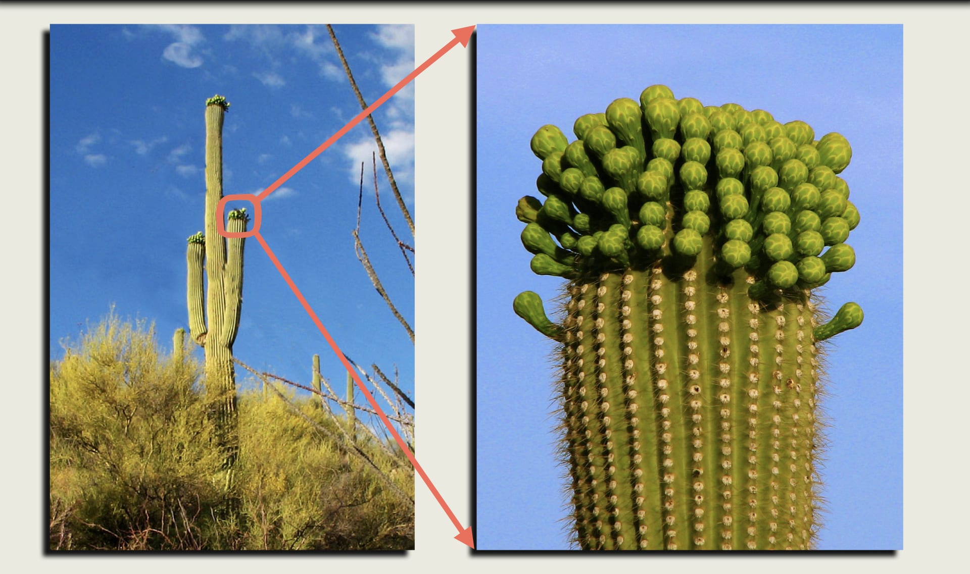 Saguaro Cycles