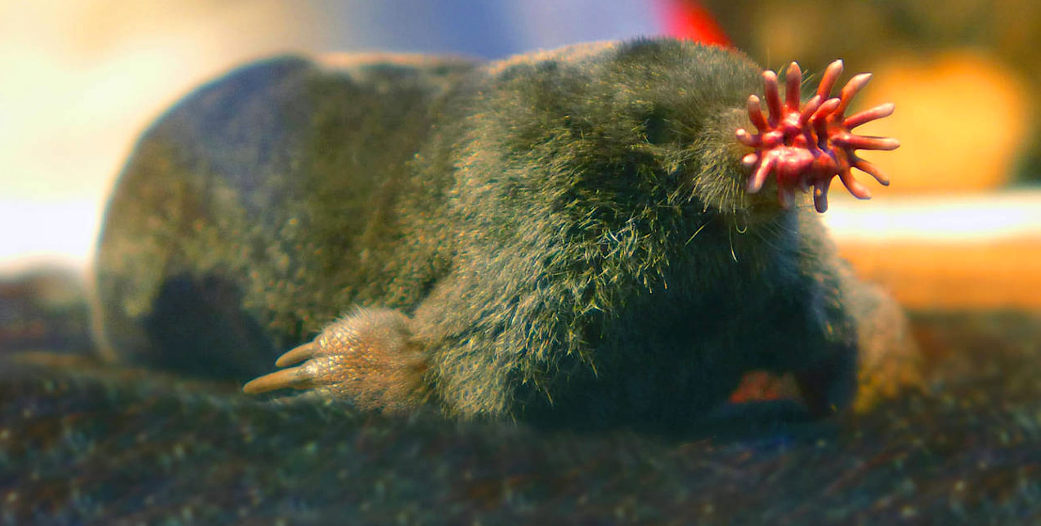 Were dragons ever real? - Mystery Science