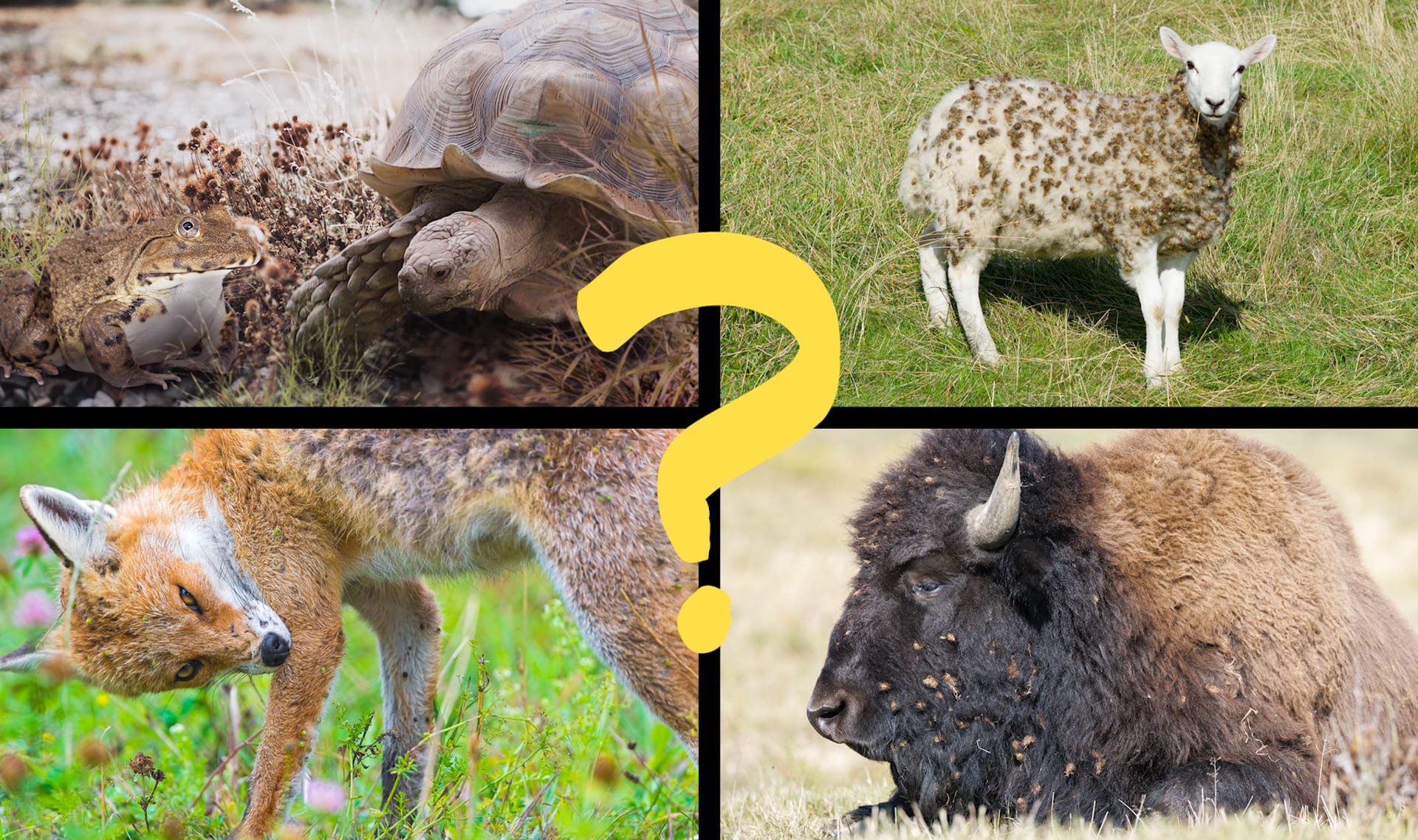 Why do seeds have so many different shapes?