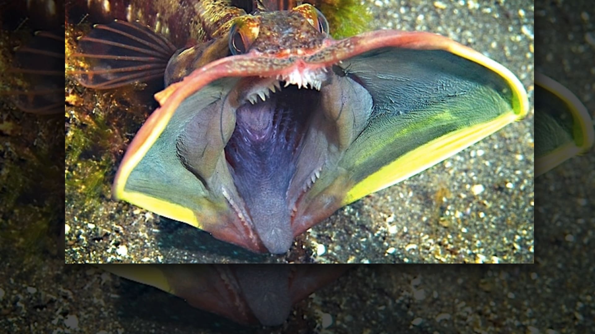 Why can't fish breathe on land? - Mystery Science