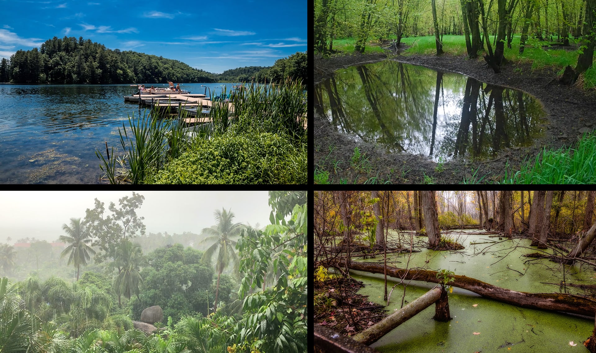 Why do frogs say "ribbit"?