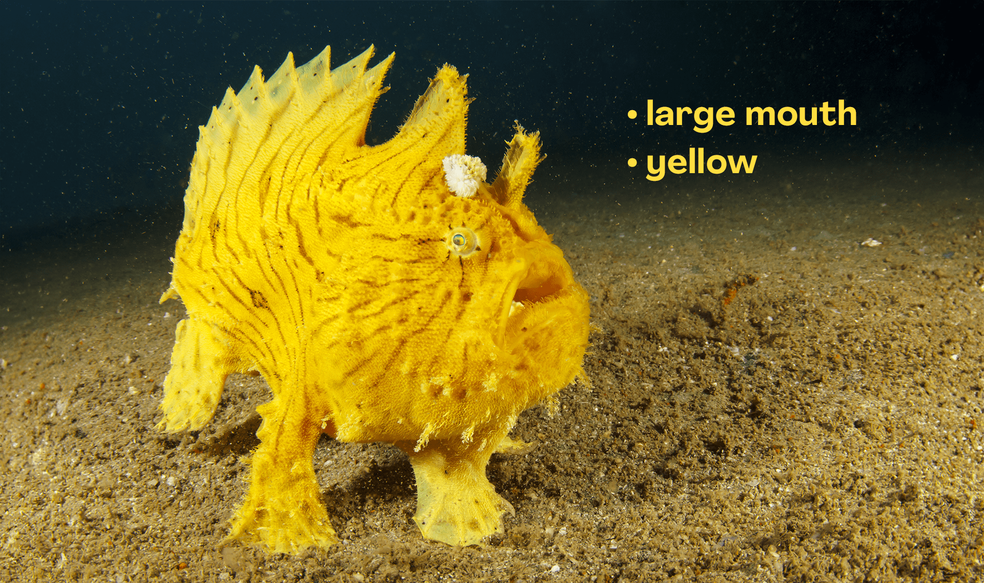 Why do some sea creatures look so strange?