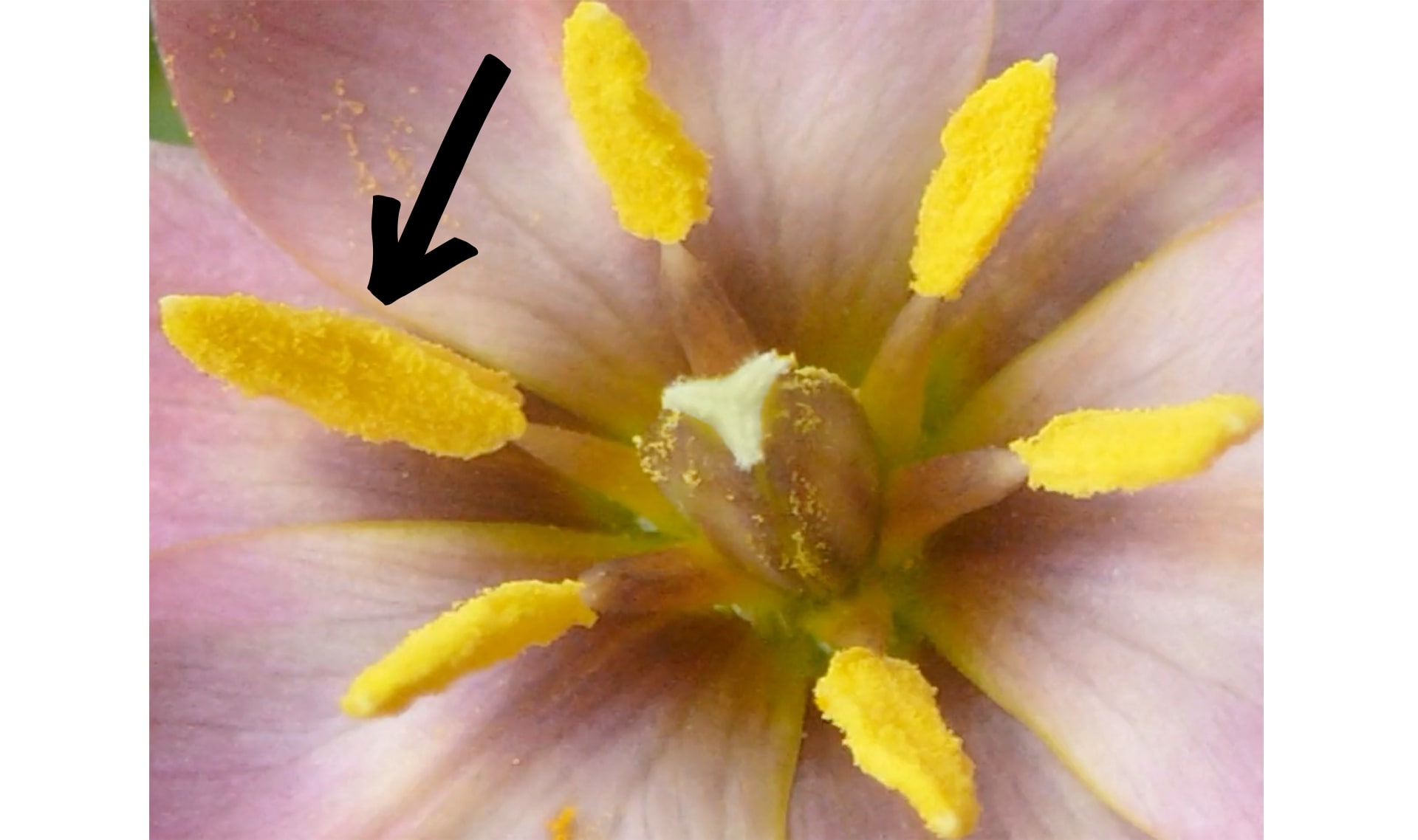 Why do plants grow flowers?