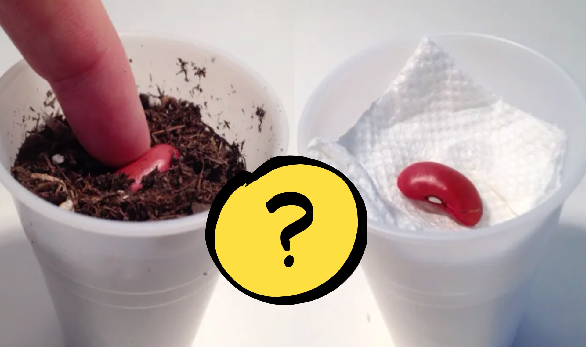 Could a plant survive without light?