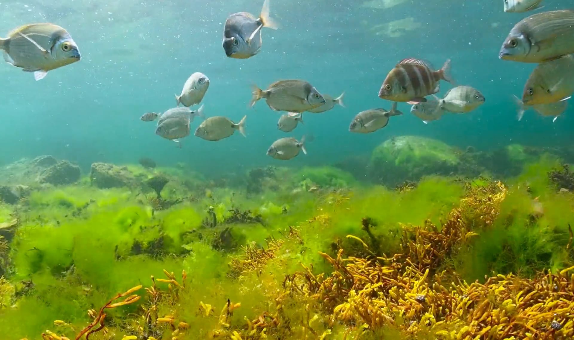 How can we protect Earth's environments?