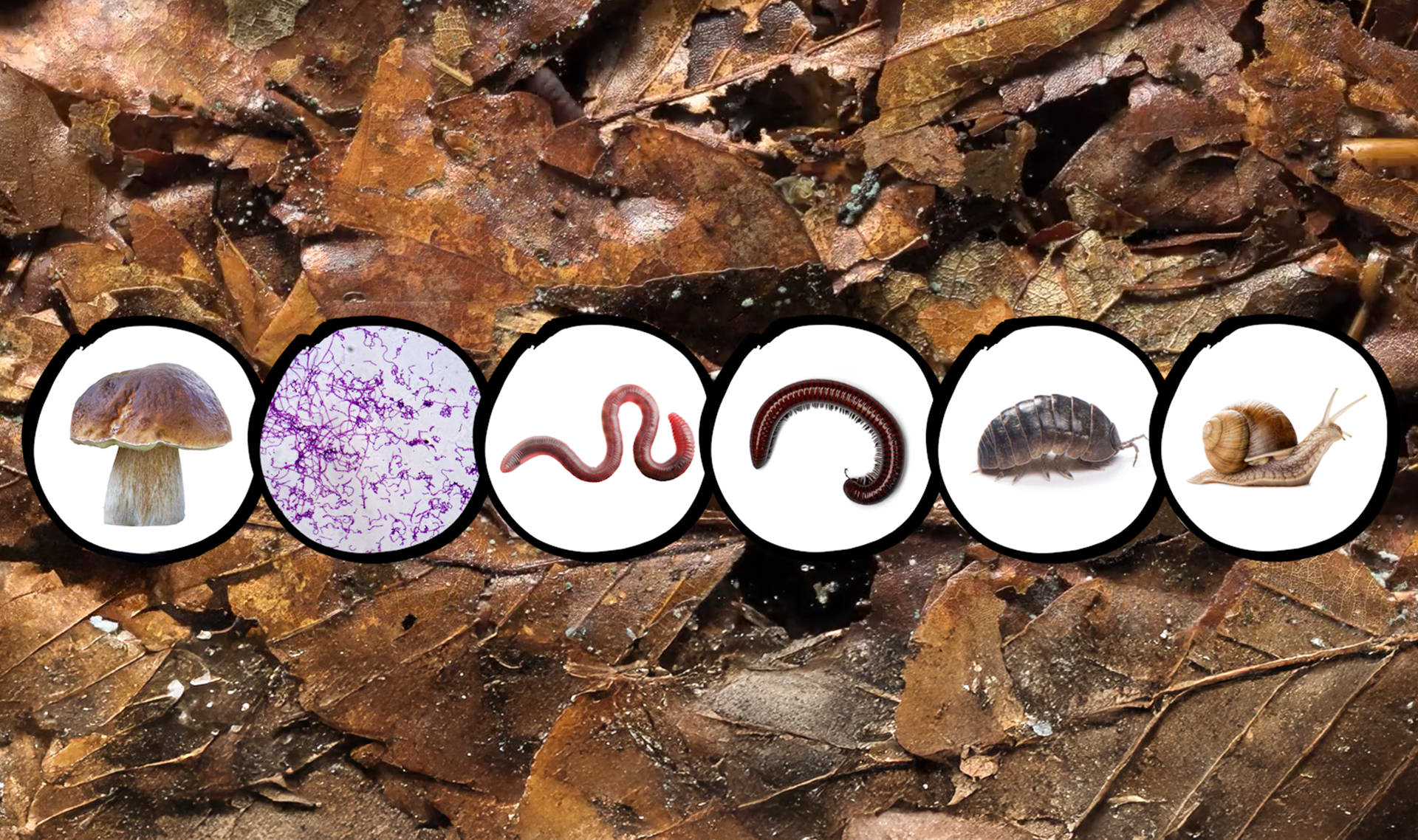 Where do fallen leaves go?