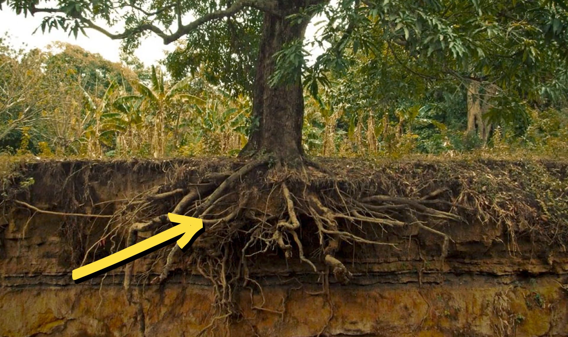 Why don't trees blow down in the wind?