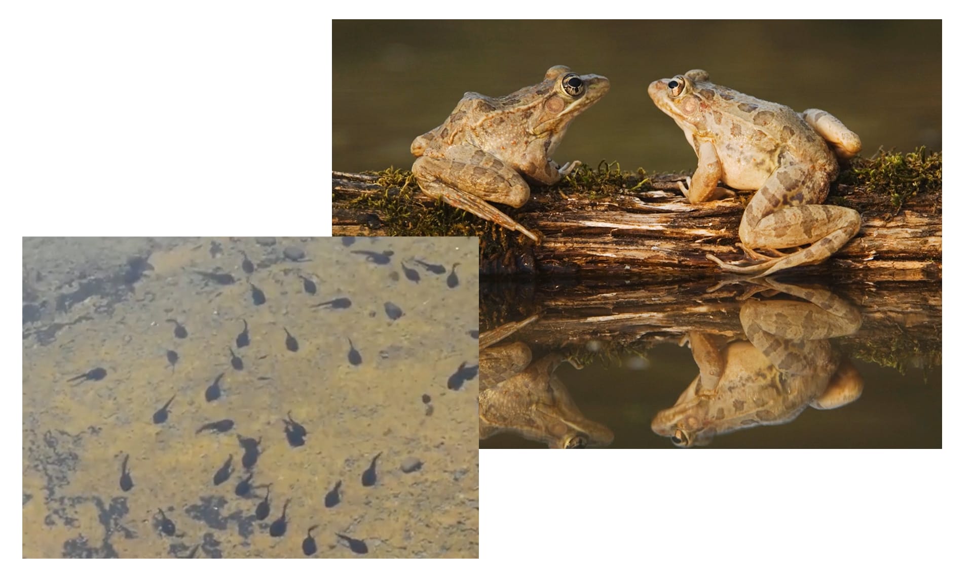 Why do frogs say "ribbit"?