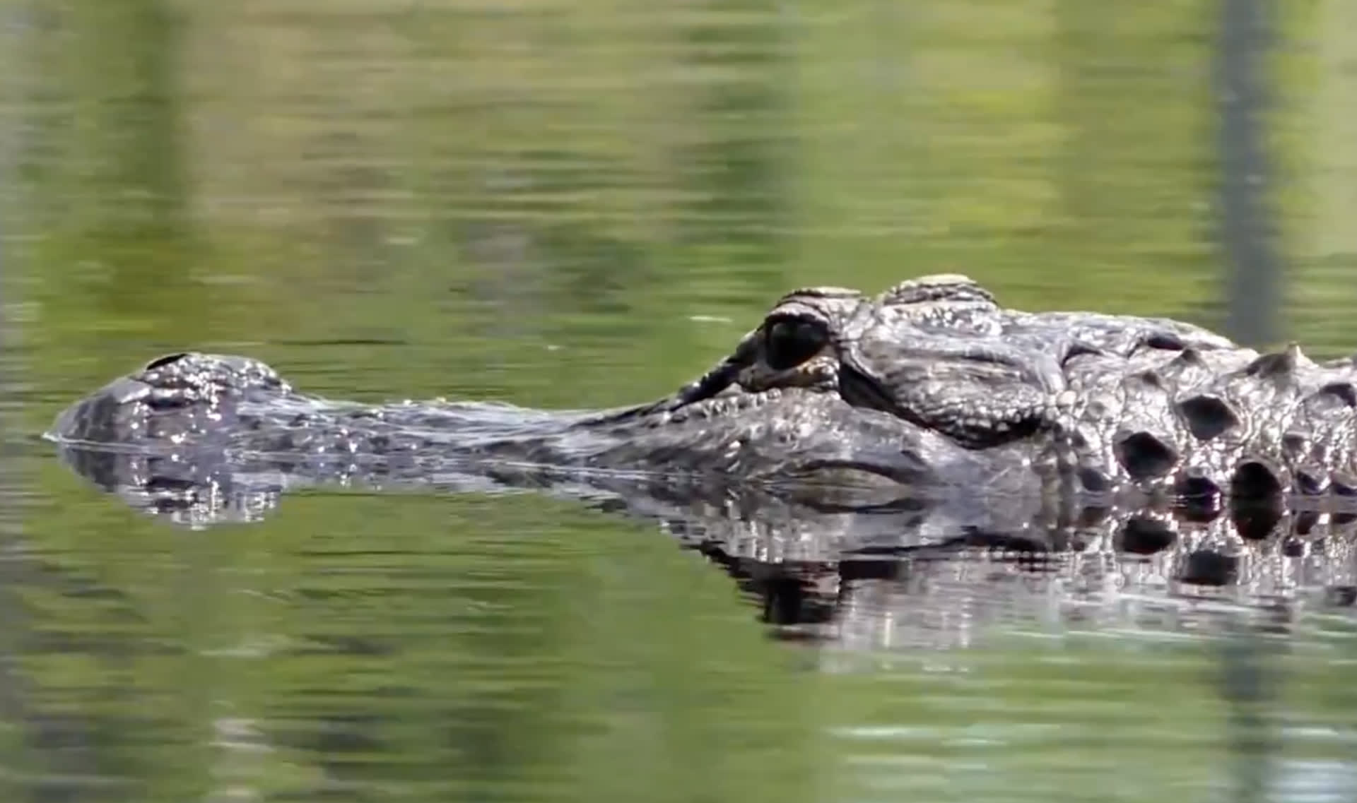 What do we see and hear in the Everglades at night?