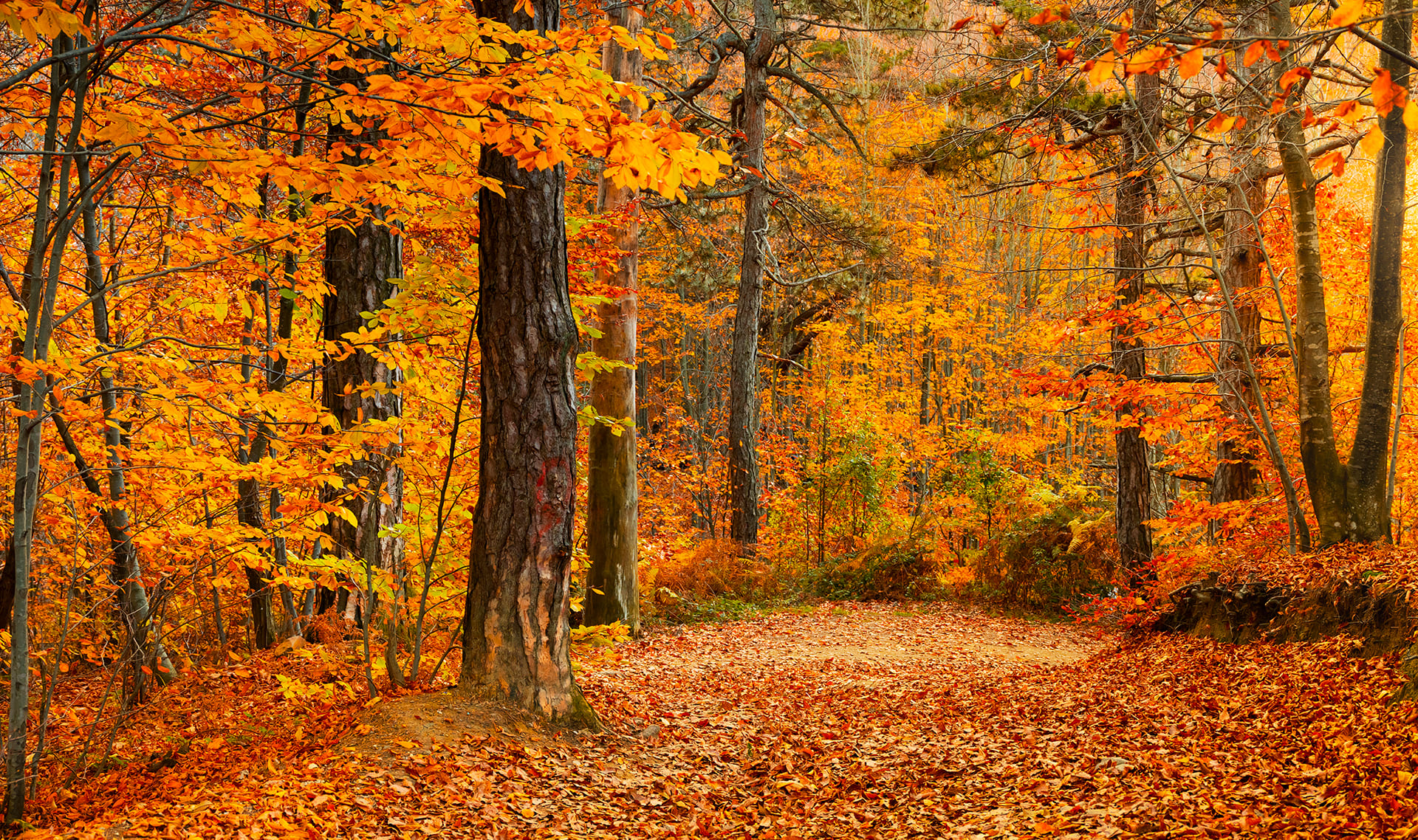 Where do fallen leaves go?