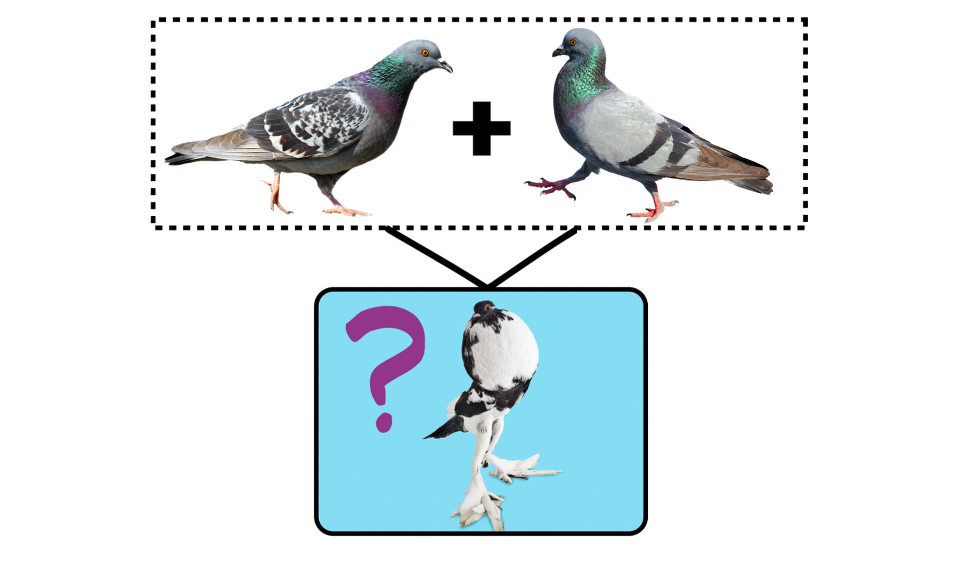 What do dogs and pigeons have in common?