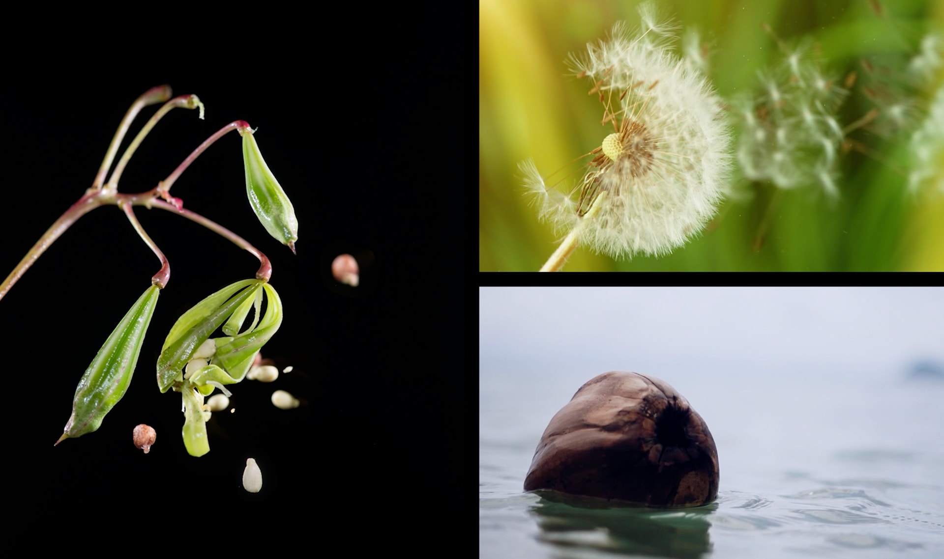 Why do seeds have so many different shapes?