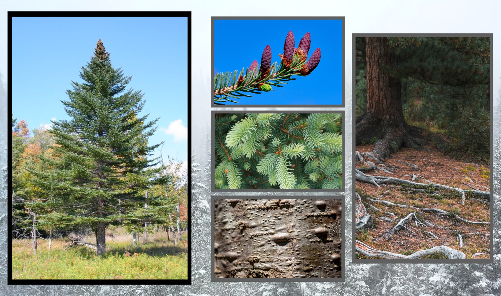 Why don't the same trees grow everywhere?