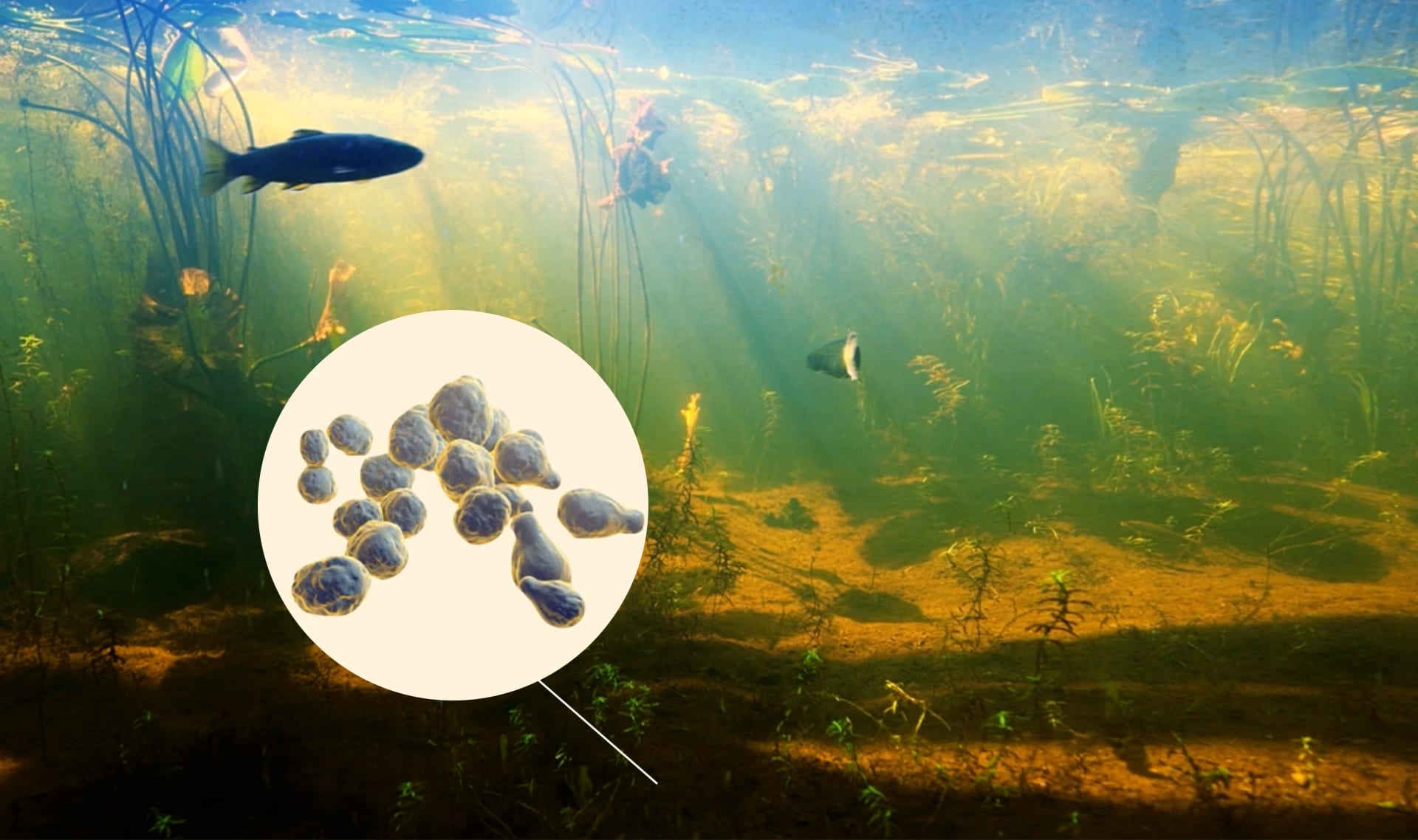 Why do you have to clean a fish tank but not a pond?