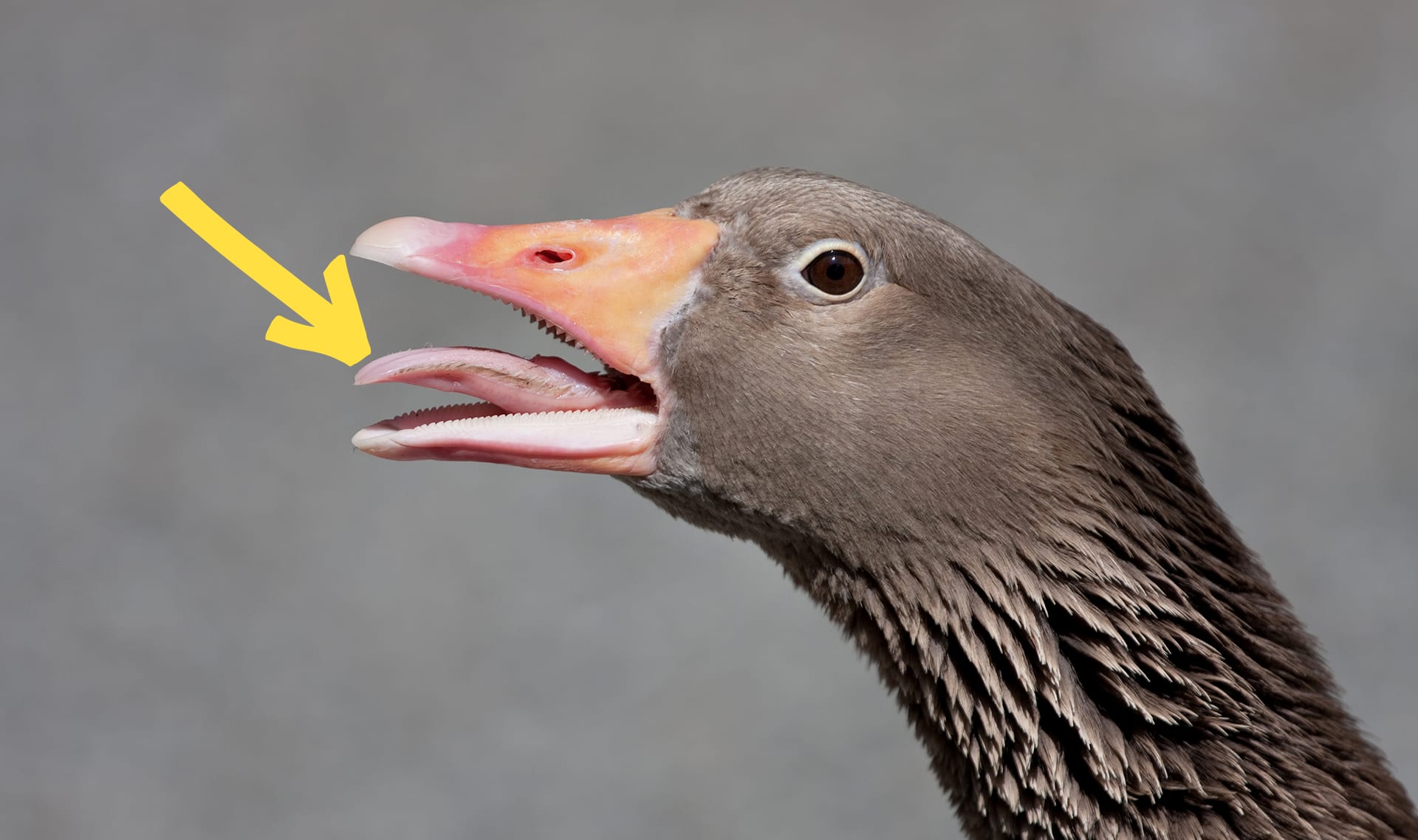 Why do birds have beaks?
