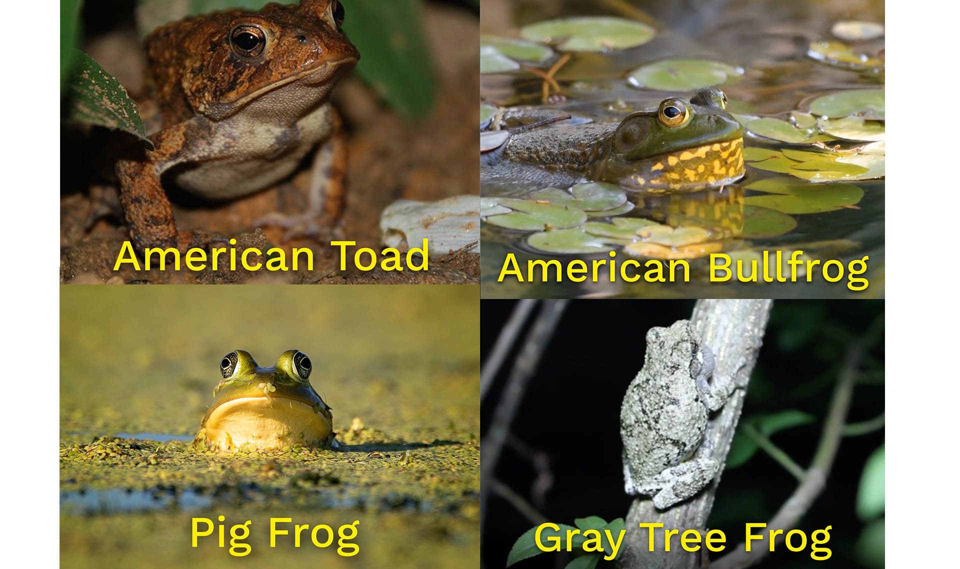 Why do frogs say "ribbit"?