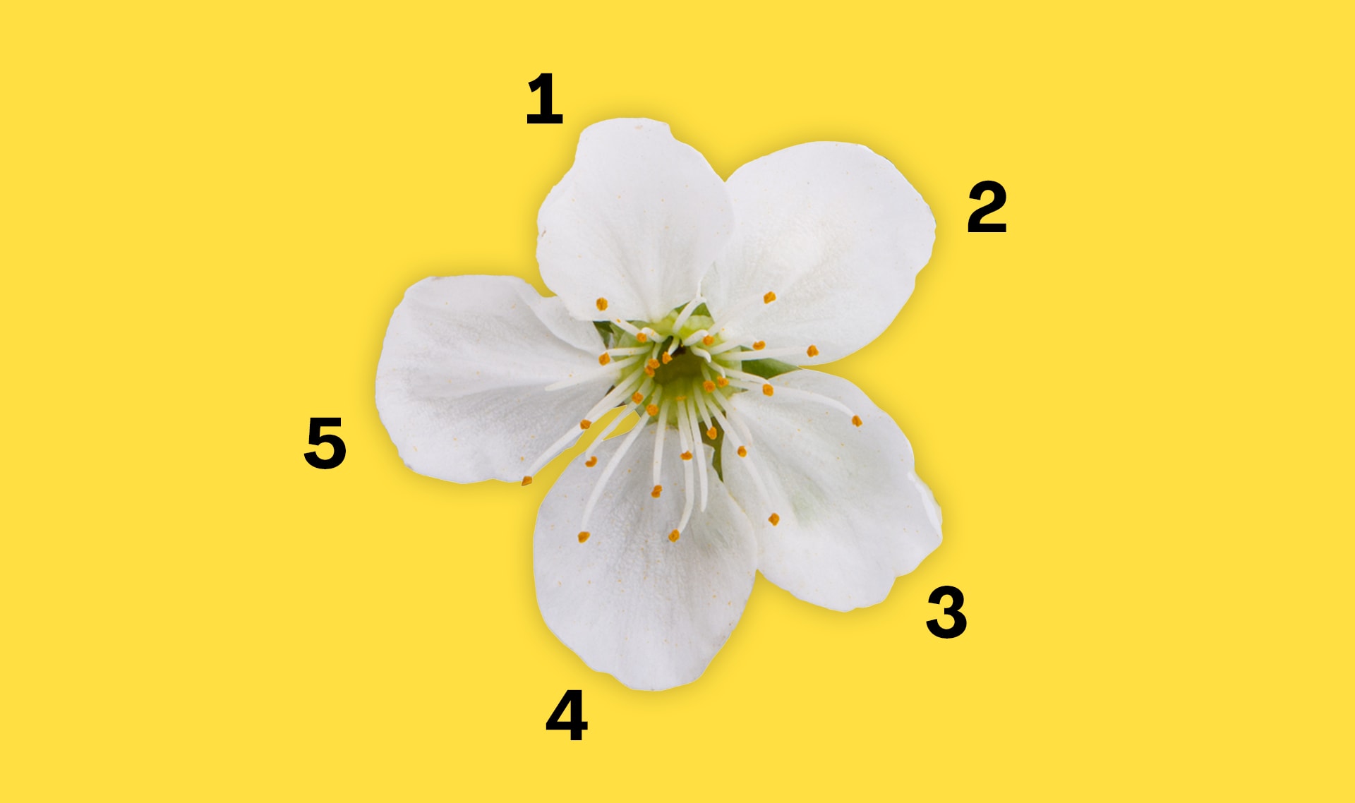 How do you identify a mysterious fruit?