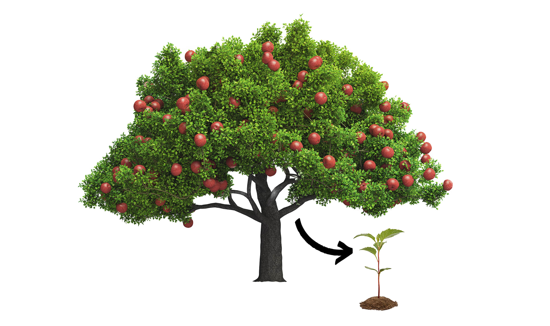 Why do plants grow flowers?