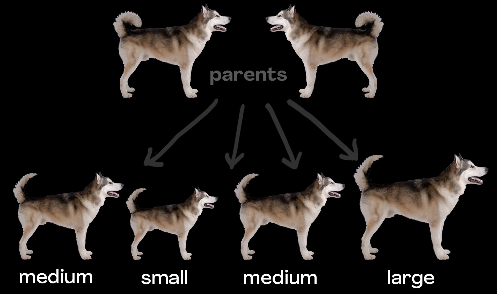 What kinds of animals might there be in the future?