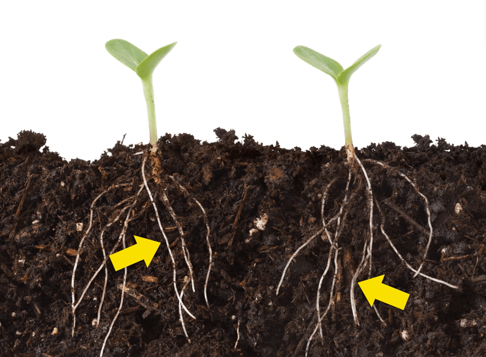 How do plants and trees grow?