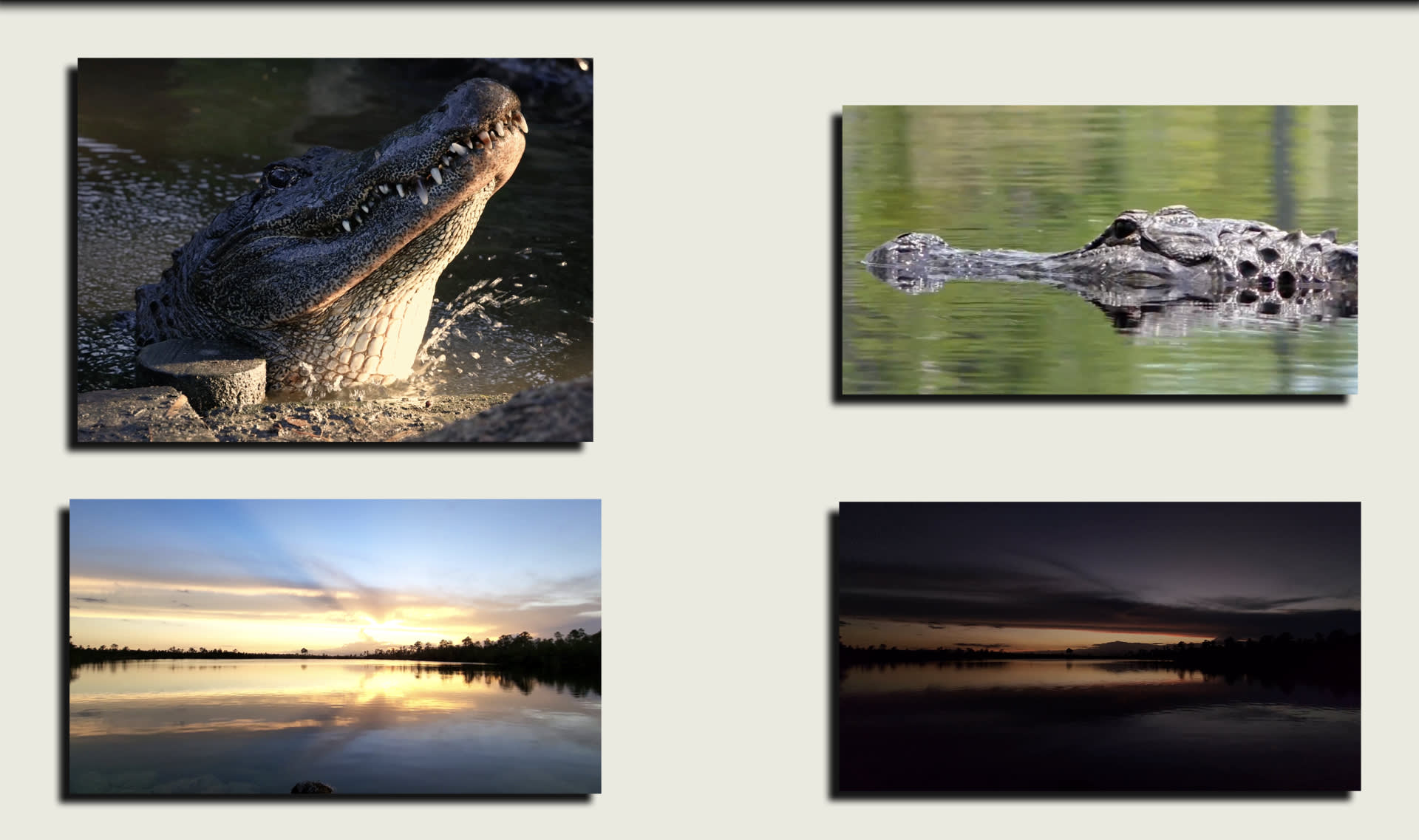 What do we see and hear in the Everglades at night?