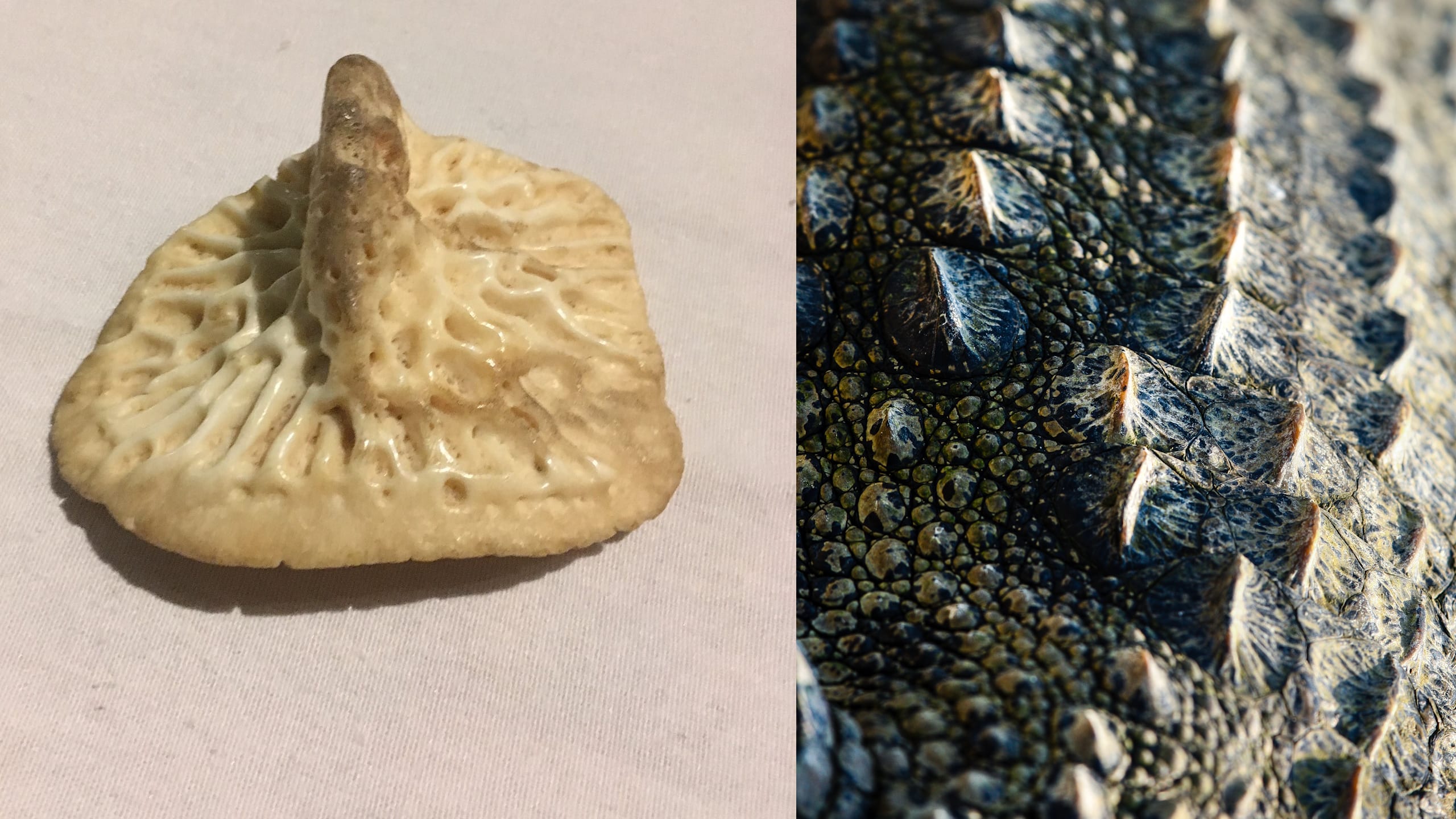 Why do snakes shed their skin? - Mystery Science