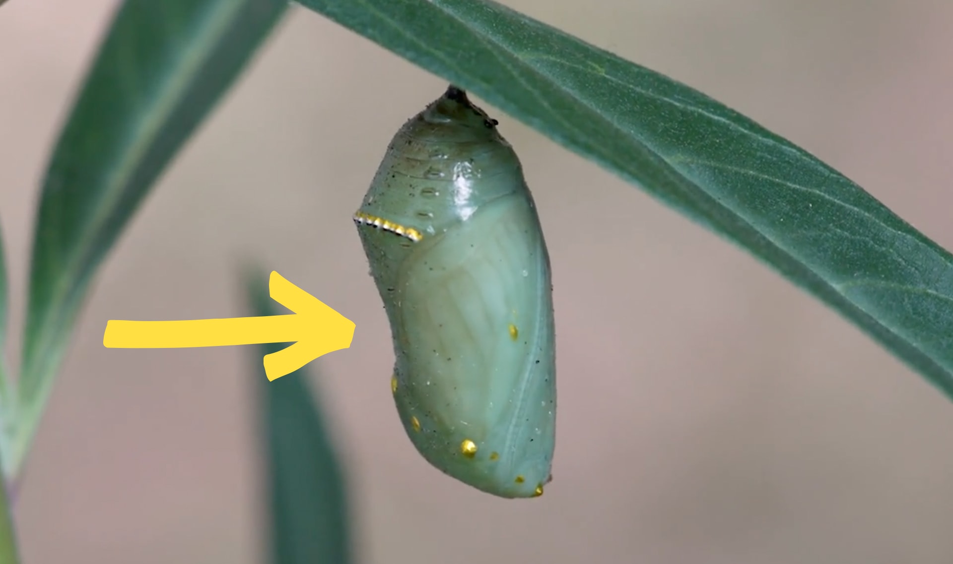 How is your life like an alligator's life?