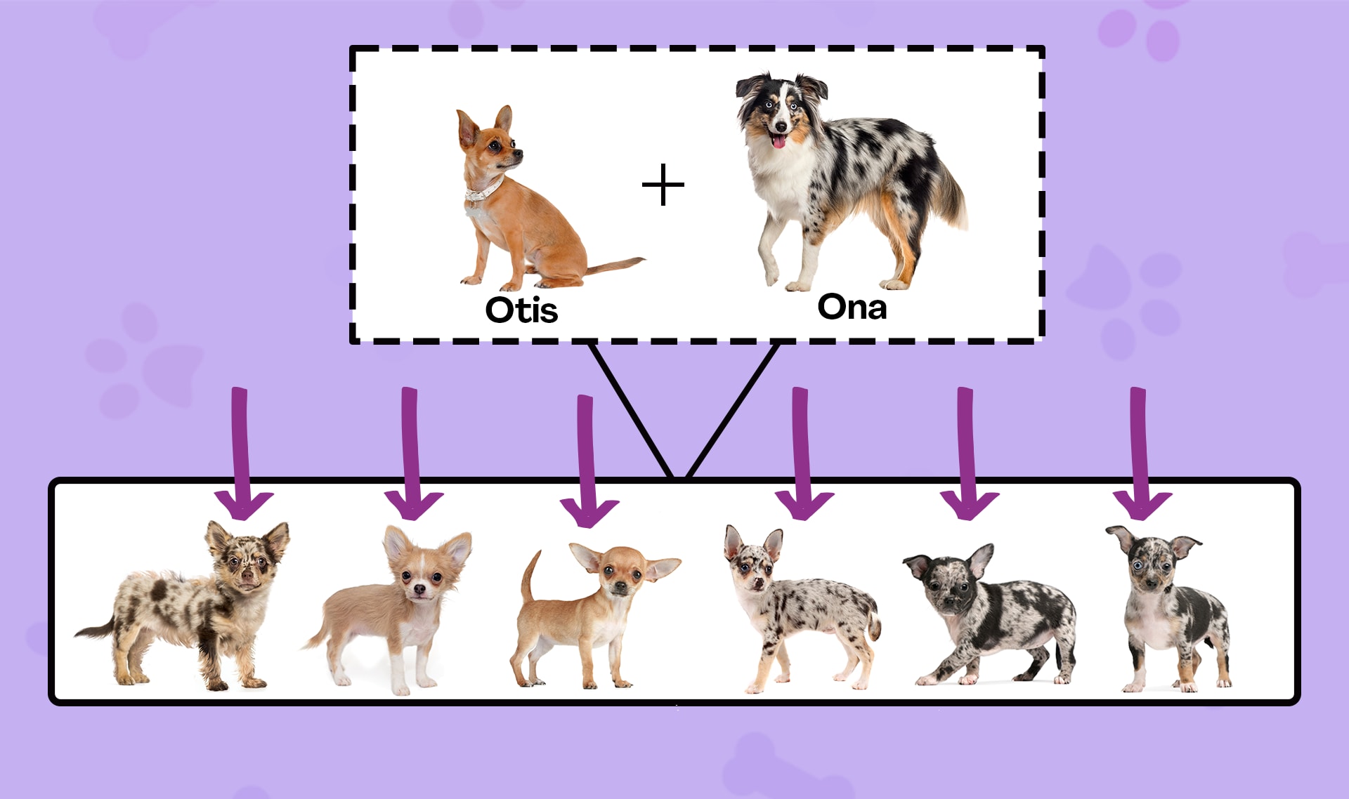 Can you predict what an animal's babies will look like?